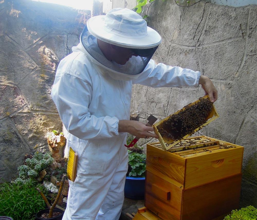 Why Beekeeping? - BeePlaza-beekeeping Shop