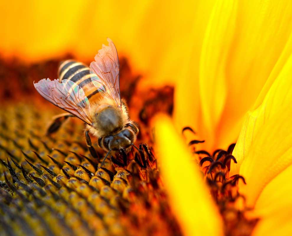 Why do beekeepers live long? - BeePlaza-beekeeping Shop