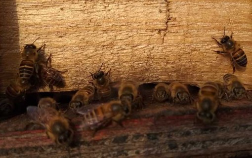 Types and pictures of oriental bees - BeePlaza-beekeeping Shop