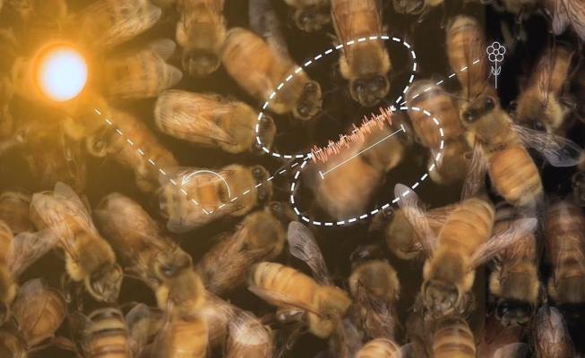 Bees use bee dance to convey information - BeePlaza-beekeeping Shop