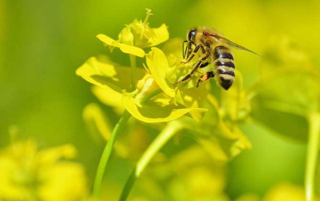 Why do bees collect nectar? - BeePlaza-beekeeping Shop