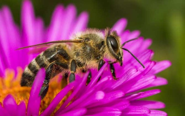 What happens when the bees go extinct? - BeePlaza-beekeeping Shop