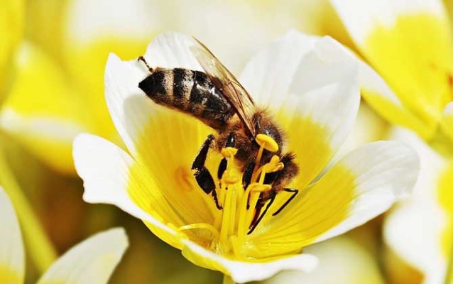 Bee division and bee colony evolution - BeePlaza-beekeeping Shop