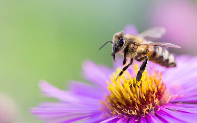 Characteristics and living characteristics of bees - beeplaza