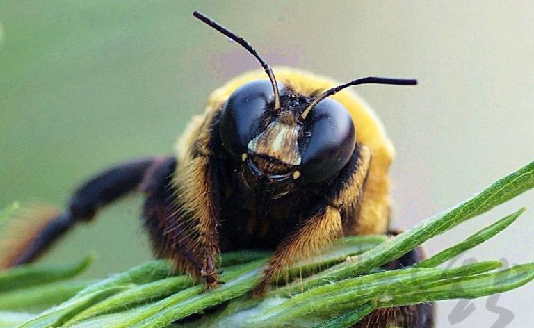 What is the largest bee in the world? - BeePlaza-beekeeping Shop
