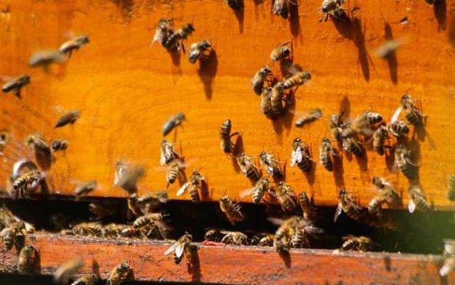 What is the optimal temperature for bees to overwinter? - beeplaza